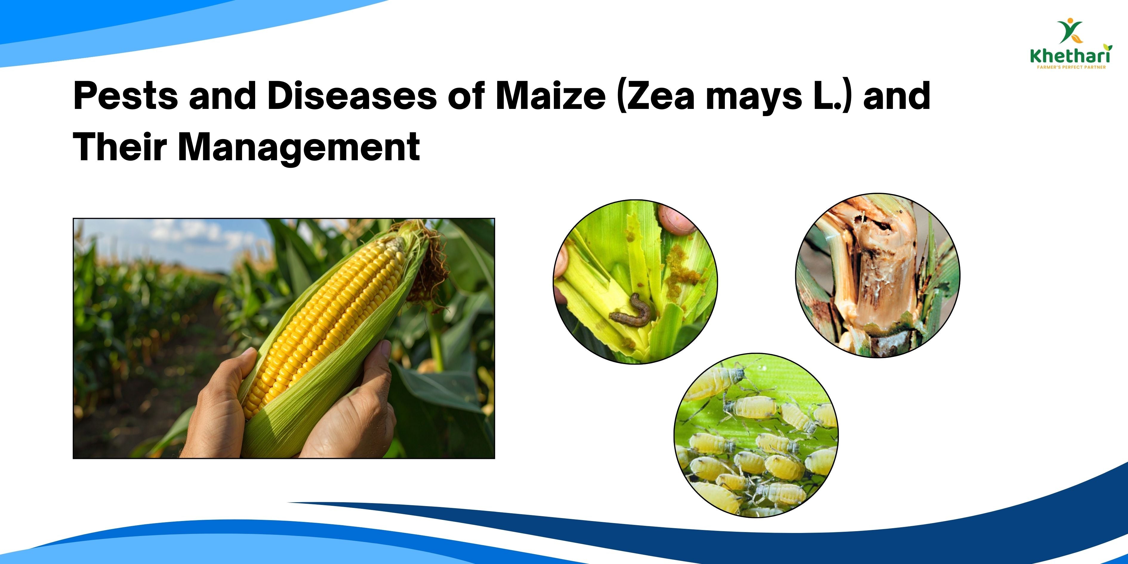 Pests and Diseases of Maize (Zea mays L.) and Their Management – Khethari