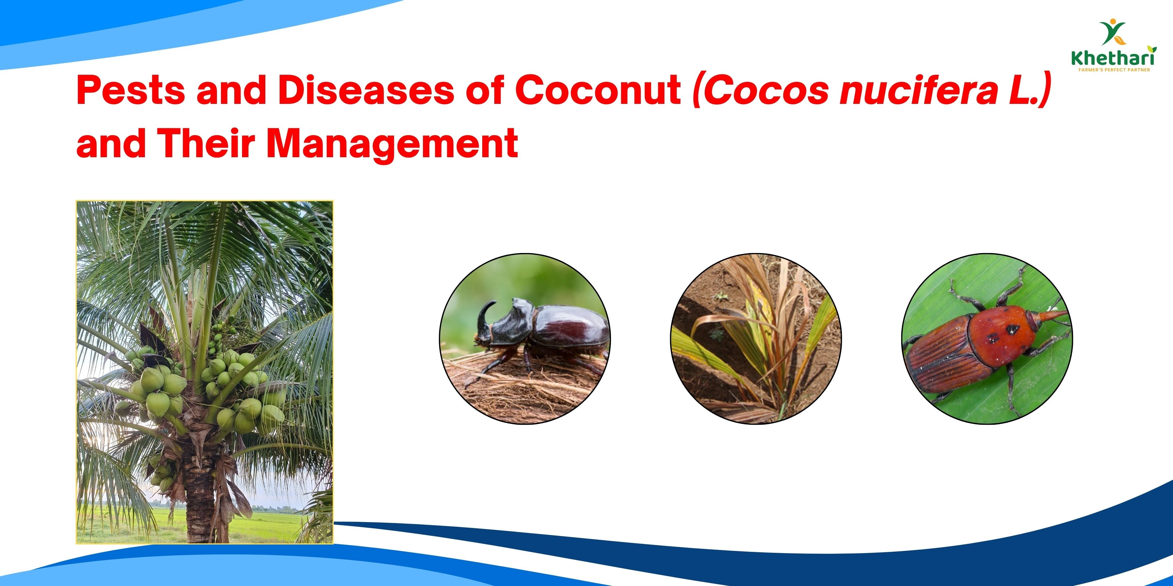 Pests and Diseases of Coconut (Cocos nucifera L.) and Their Management ...