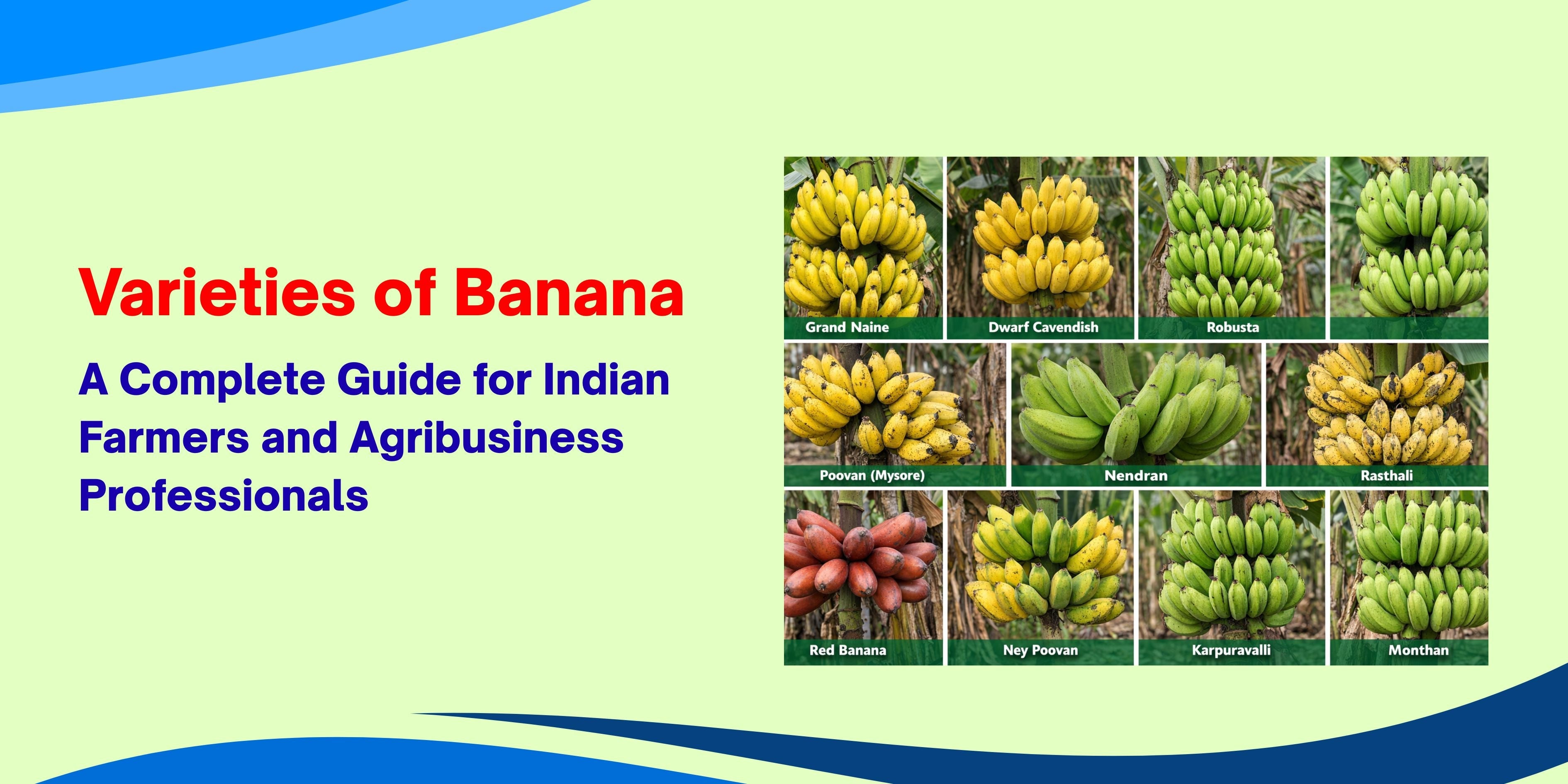 Varieties of Banana: A Complete Guide for Indian Farmers and Agribusin ...