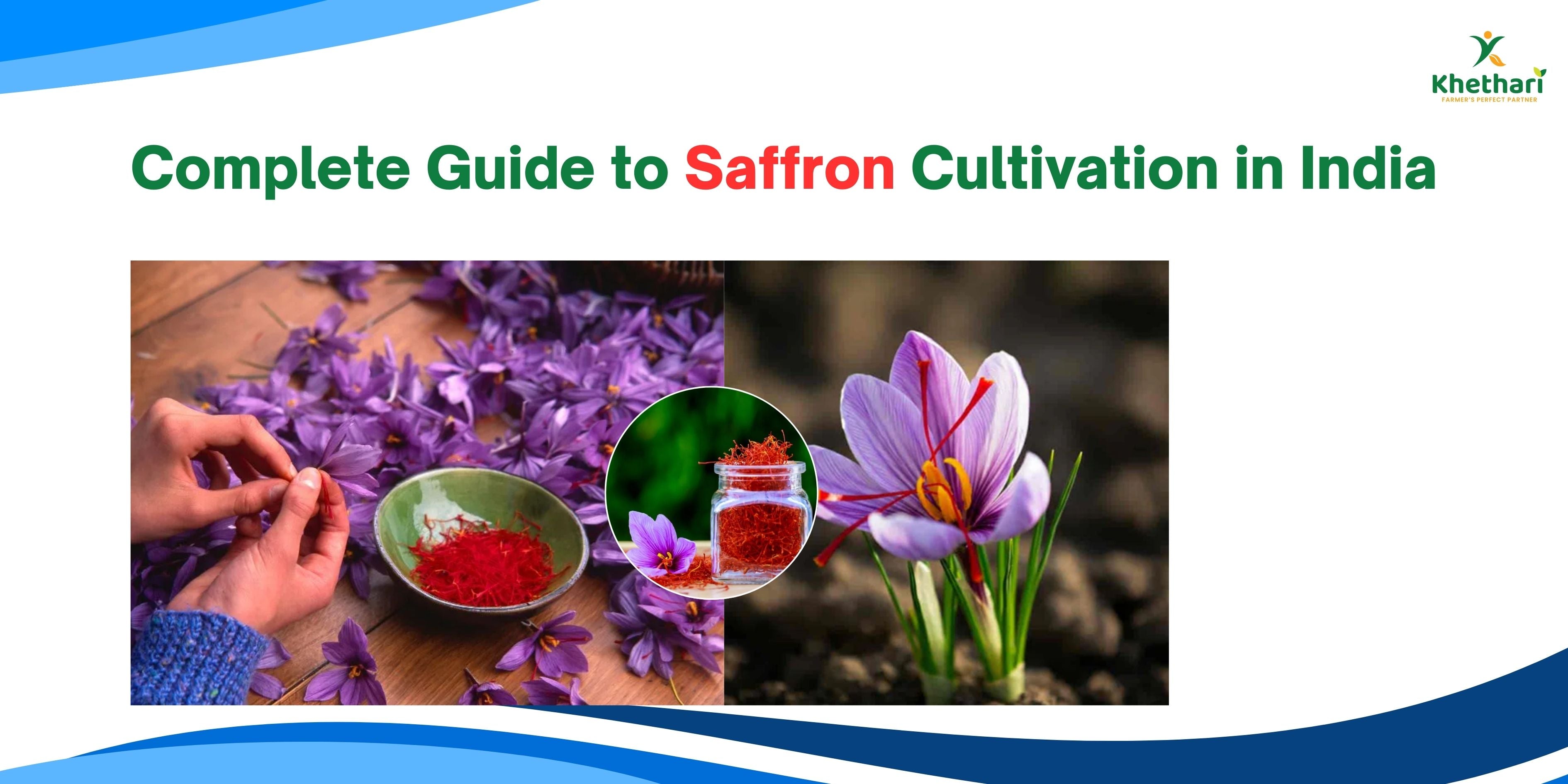 Complete Guide to Saffron Cultivation in India – Khethari