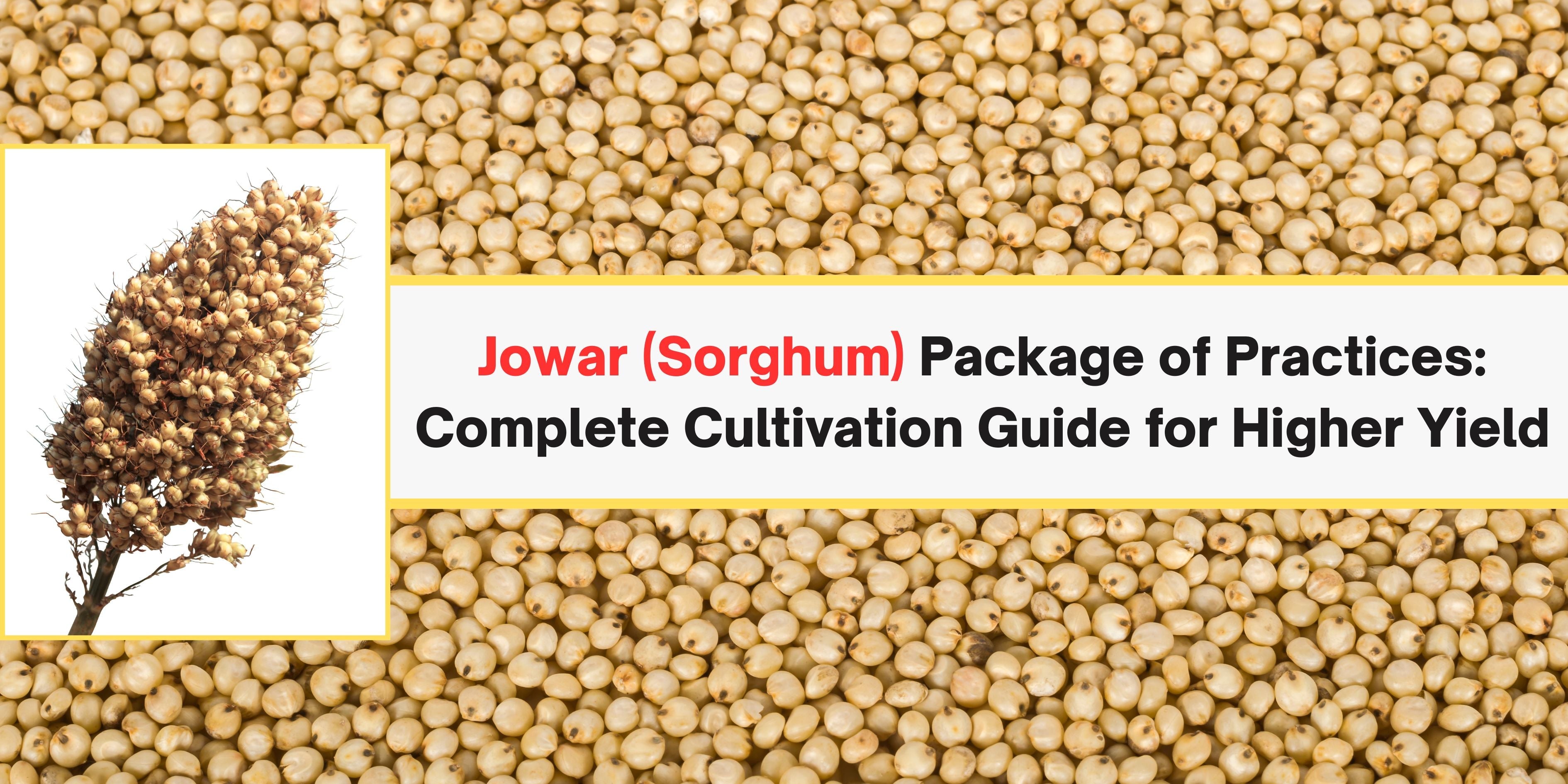 Jowar (Sorghum) Package of Practices: Complete Cultivation Guide for H ...