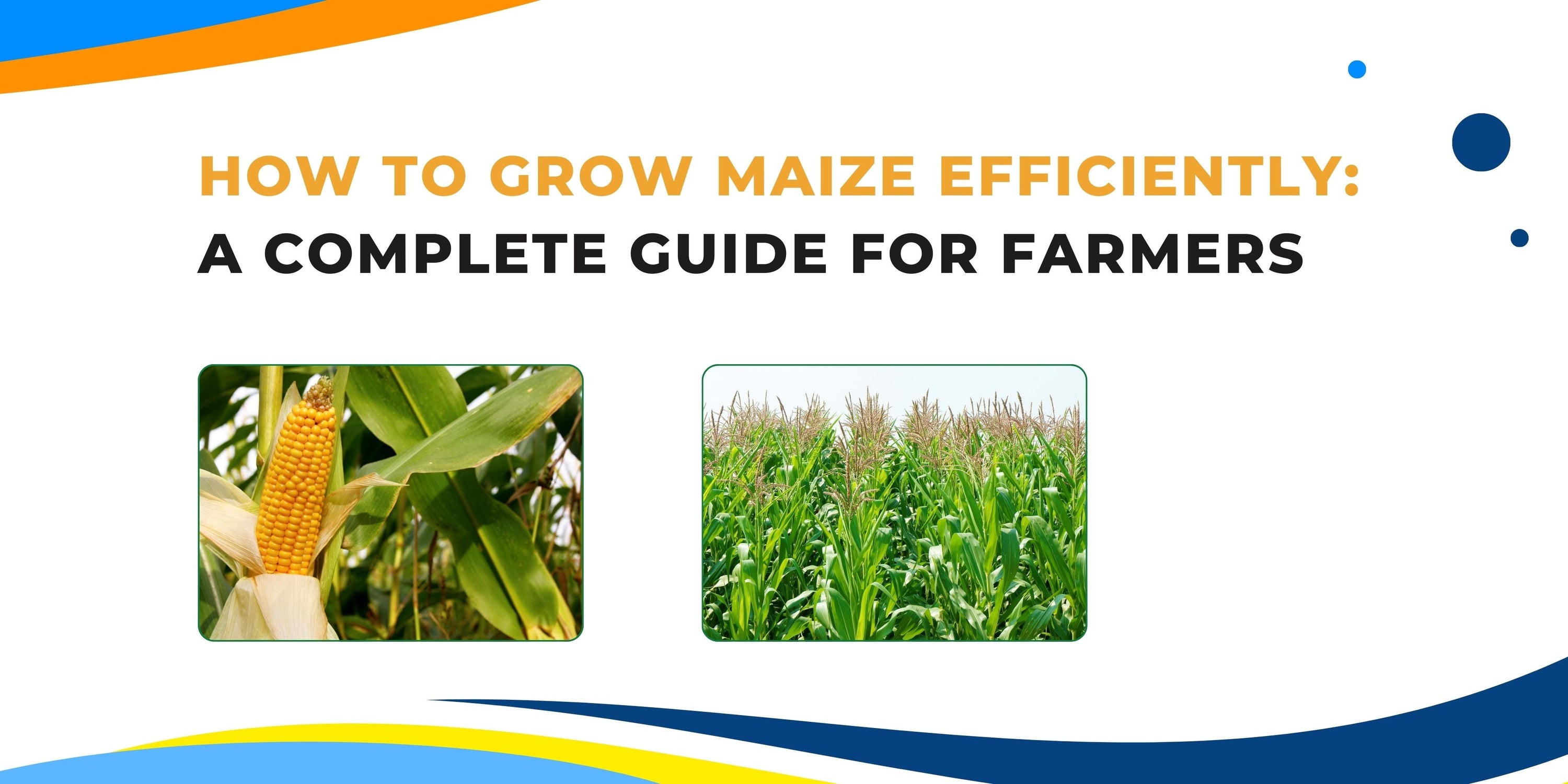 How to Grow Maize Efficiently: A Complete Guide for Farmers – Khethari