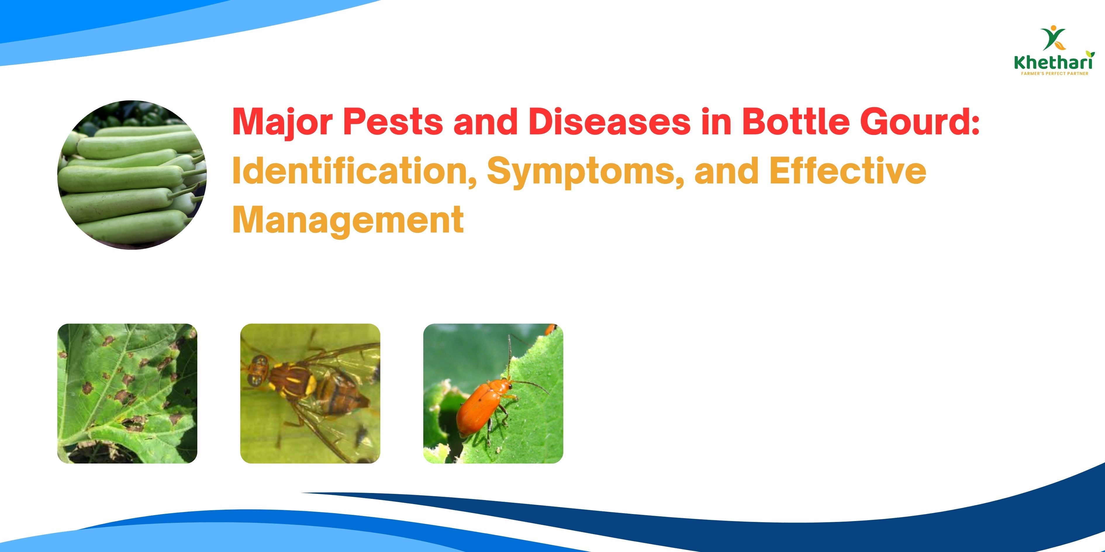 Major Pests and Diseases in Bottle Gourd: Identification, Symptoms, an ...