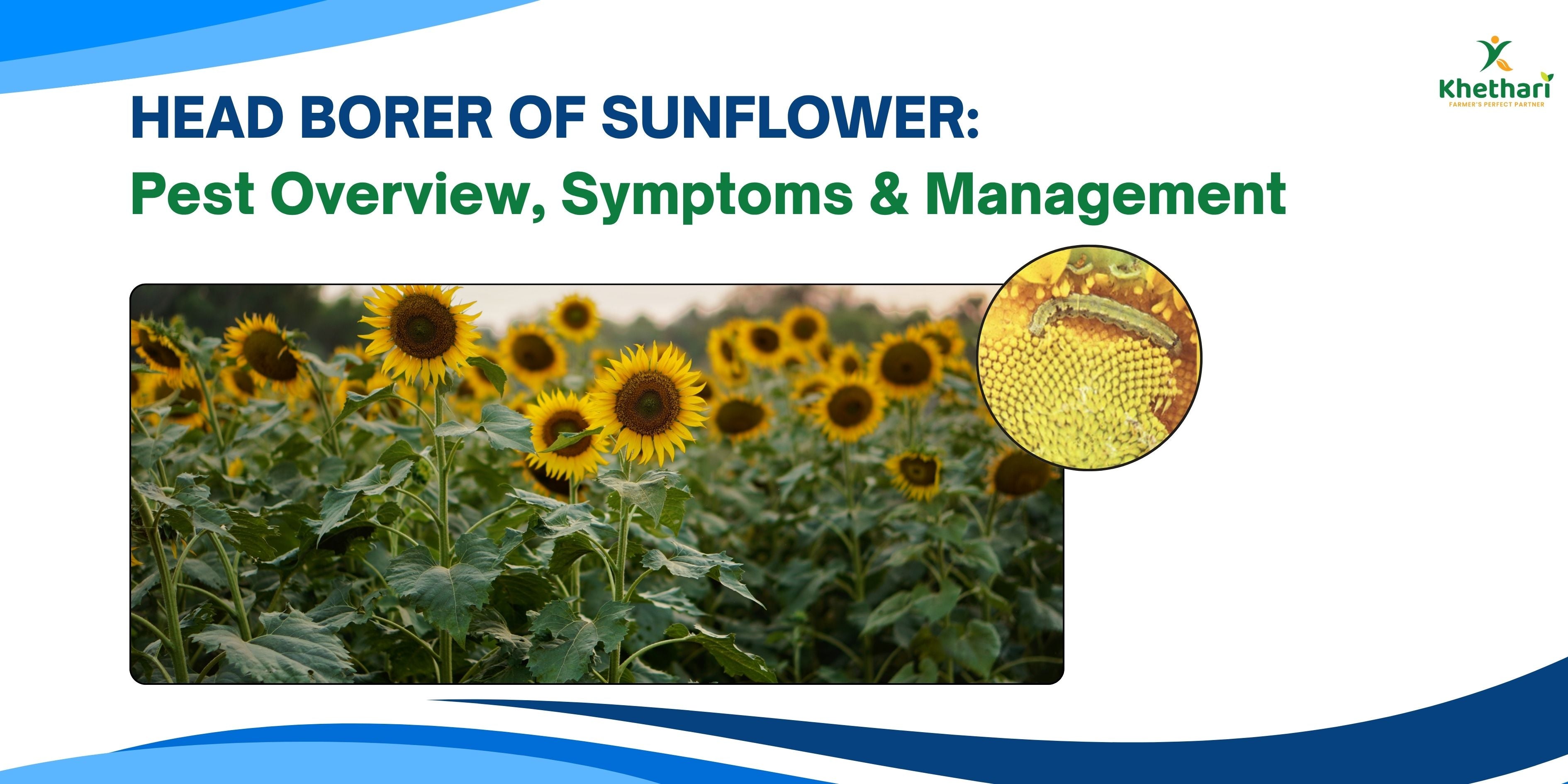 HEAD BORER OF SUNFLOWER: Pest Overview, Symptoms & Management – Khethari