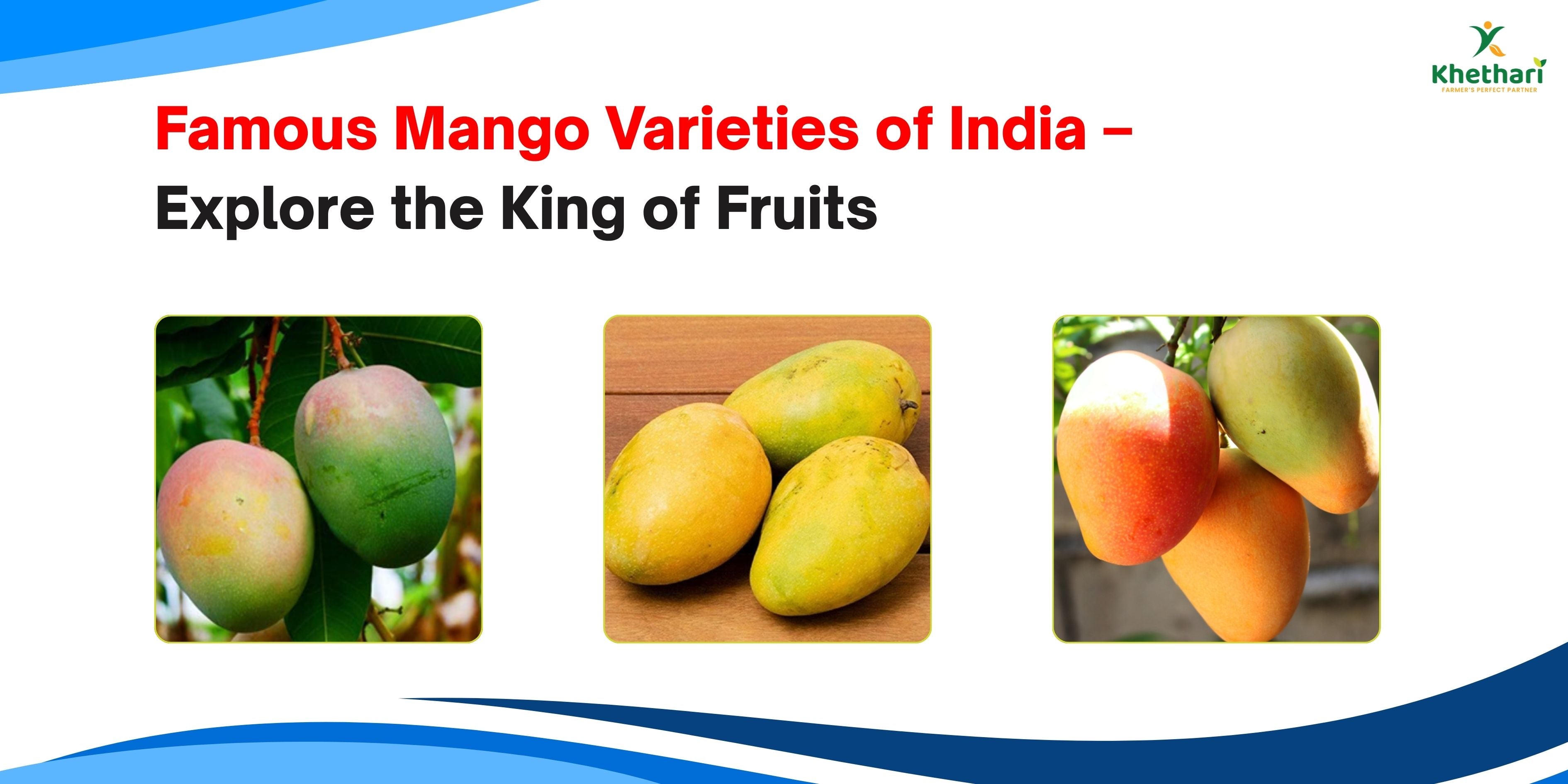 Famous Mango Varieties of India – From Alphonso to Amrapali, Explore t ...