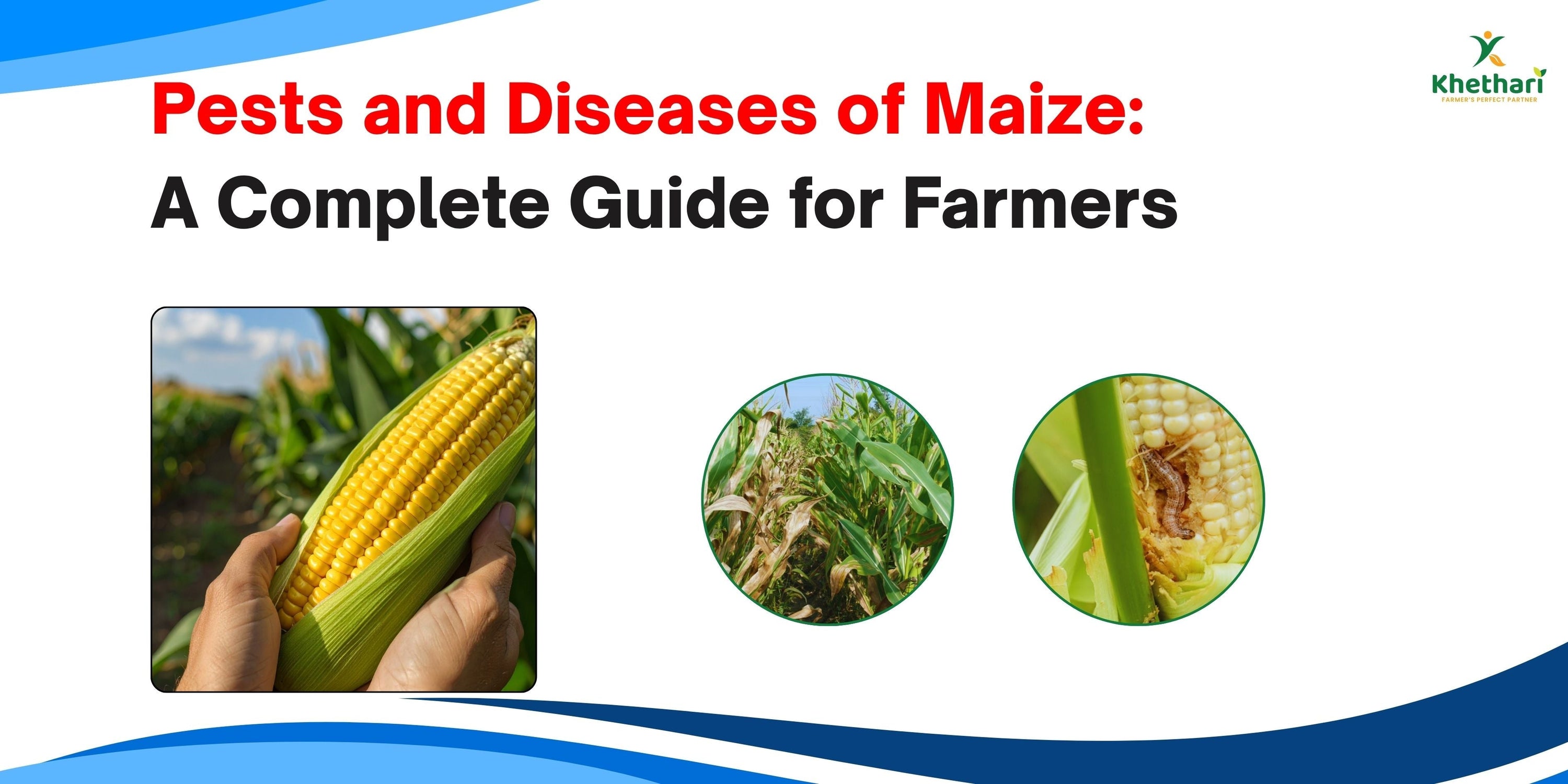 Pests and Diseases of Maize: A Complete Guide for Farmers – Khethari
