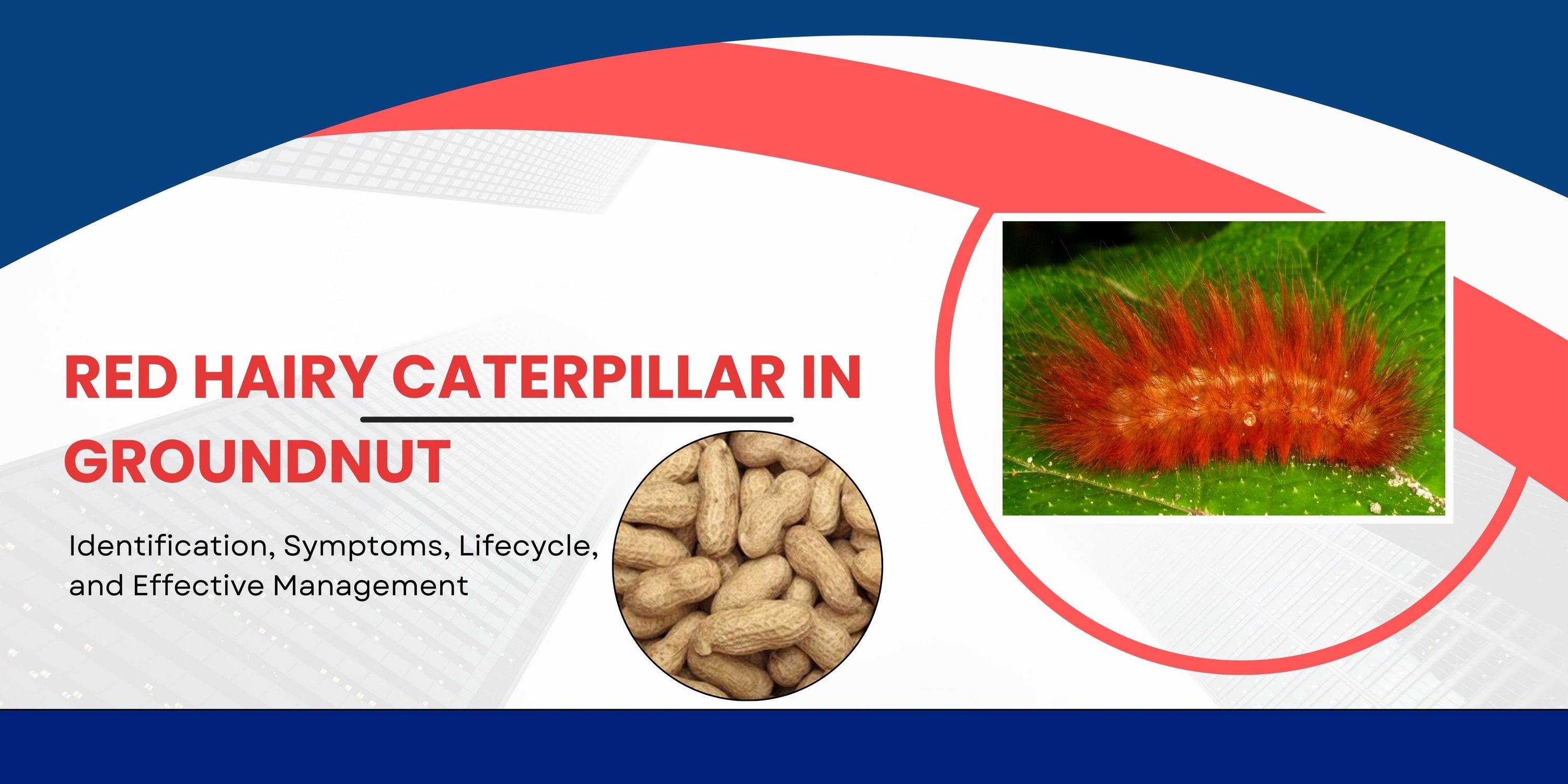 RED HAIRY CATERPILLAR IN GROUNDNUT – Khethari