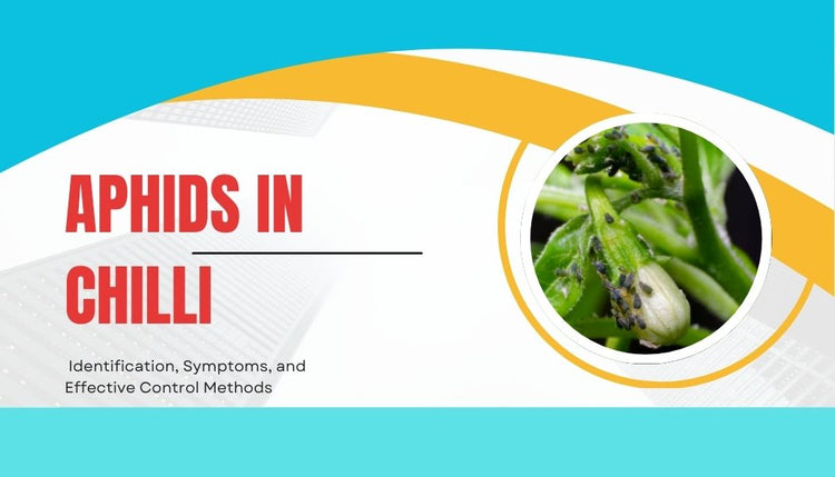 Aphids in Chilli Crop: Identification, Symptoms, and Effective Control ...