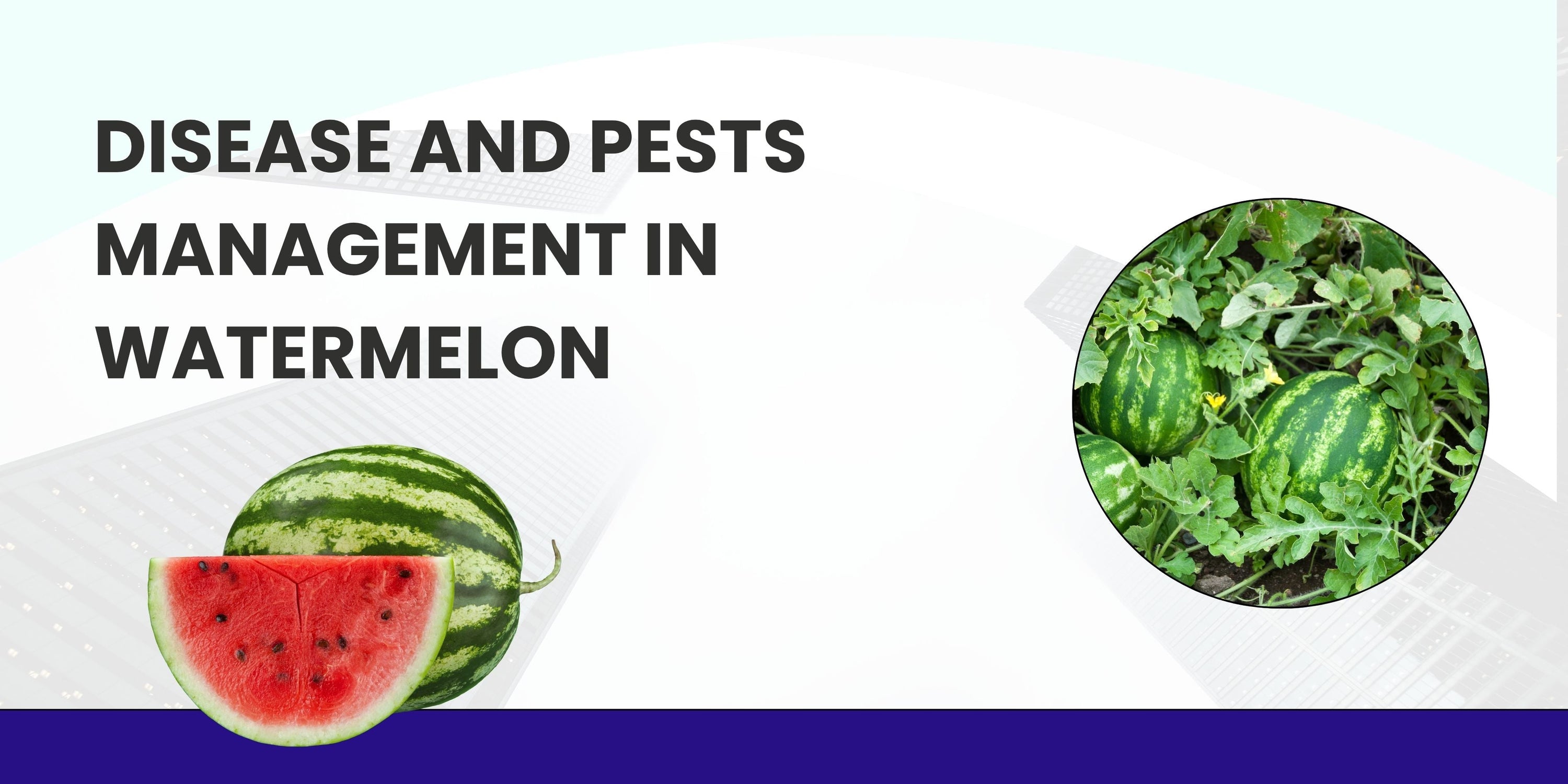 DISEASE AND PESTS MANAGEMENT IN WATERMELON – Khethari