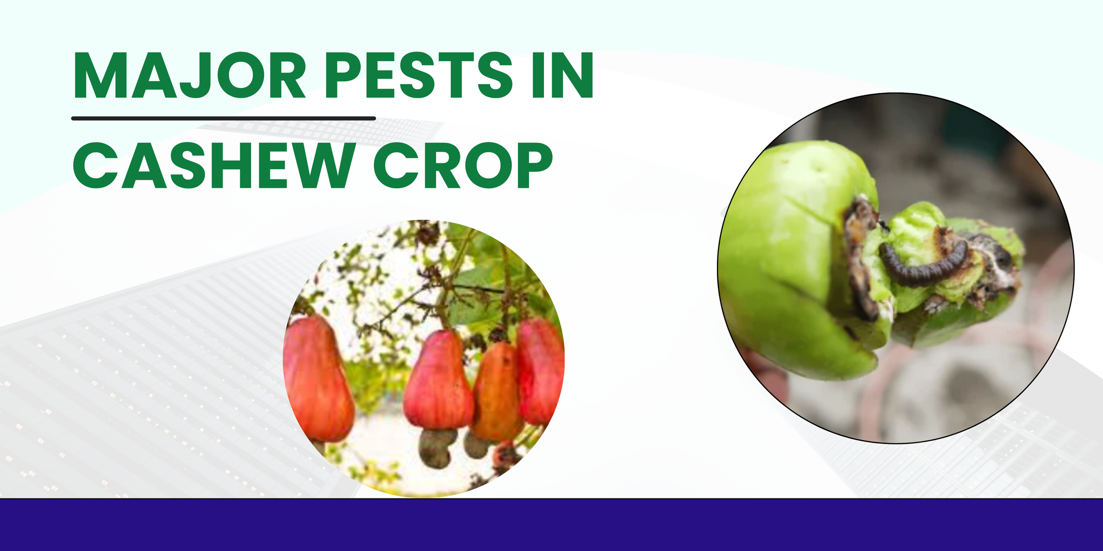 MAJOR PESTS OF CASHEW CROPS – Khethari