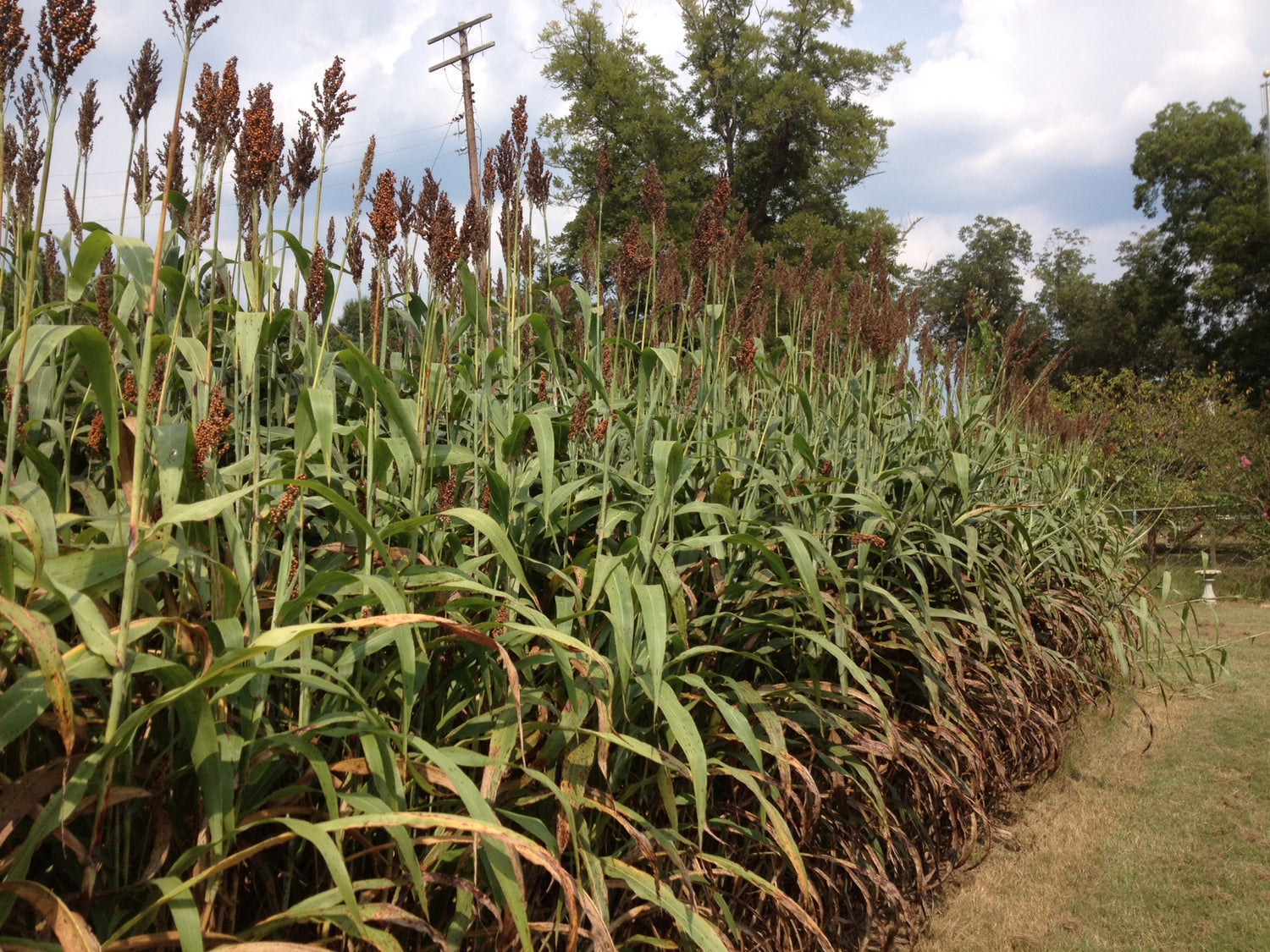 PEST MANAGEMENT OF SORGHUM – Khethari